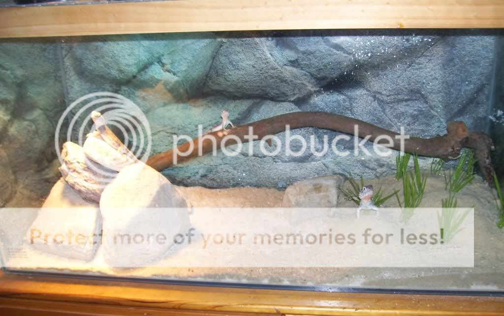 Central Netted Dragon Enclosure Pictures | Aussie Pythons & Snakes Forum
