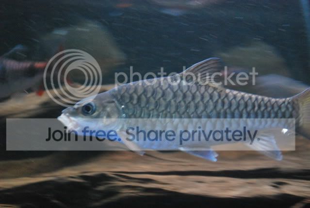 Masheers ( Tor ) - blue and red | MonsterFishKeepers.com