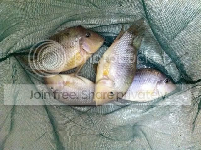 Cowhead EEs | MonsterFishKeepers.com